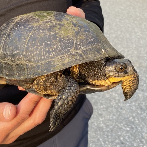Epicollect5 - 2023 Turtle_Nest Monitoring