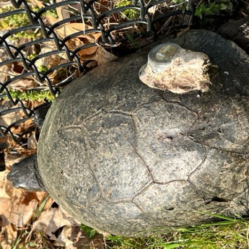 Epicollect5 - 2024 Turtle_Nest Monitoring