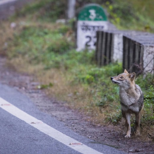 Epicollect5 - Science Projects