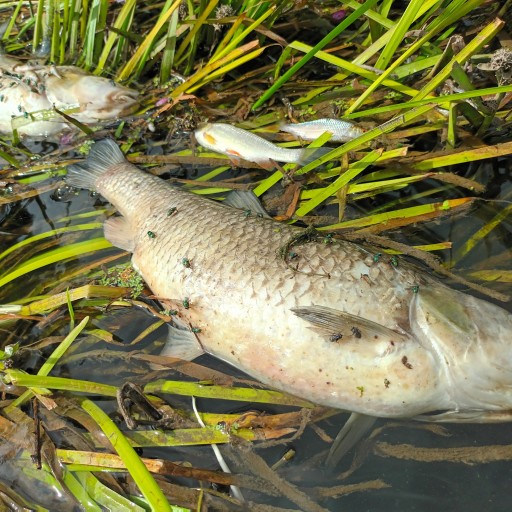 Epicollect5 - Citizen Science Fish Kill Investigation Protocol