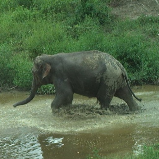 Epicollect5 - Elephant Corridor Monitoring Form