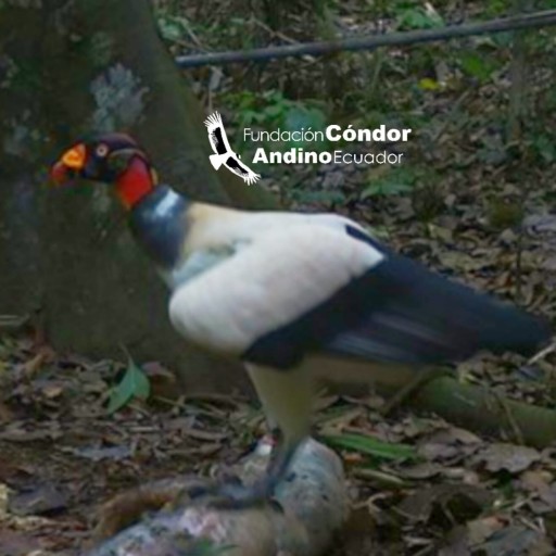 Epicollect5 - Gallinazo Rey