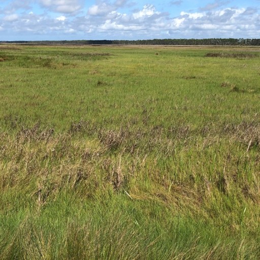 Epicollect5 - High Marsh Mapping