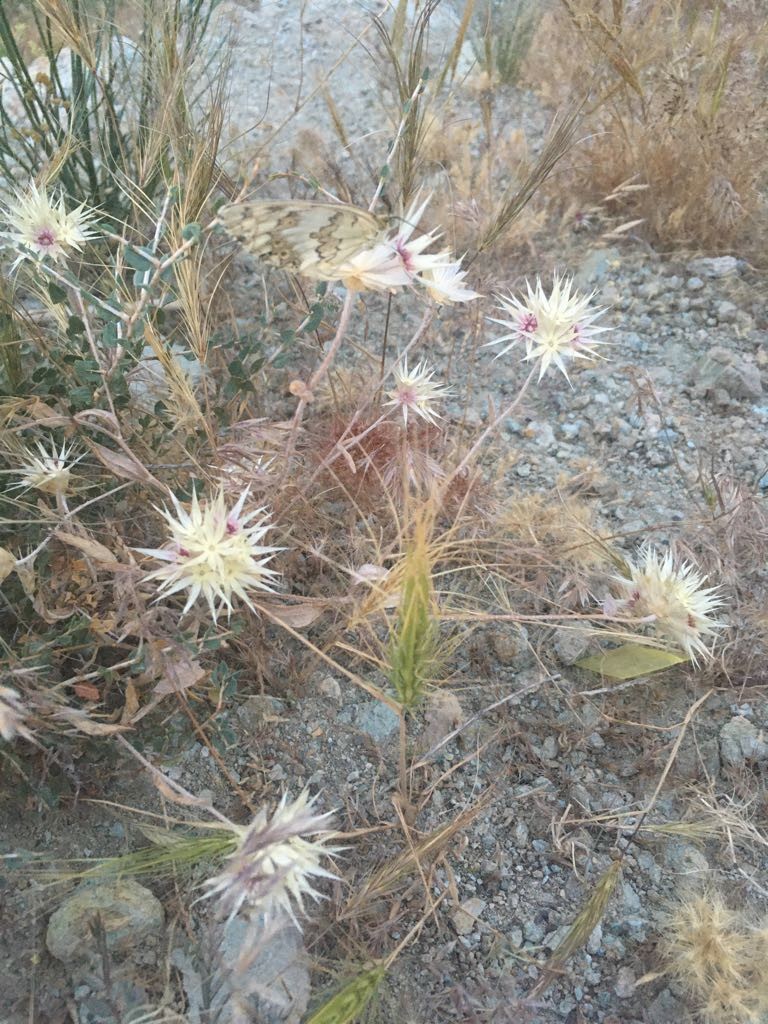 Epicollect5 - Iranian plants