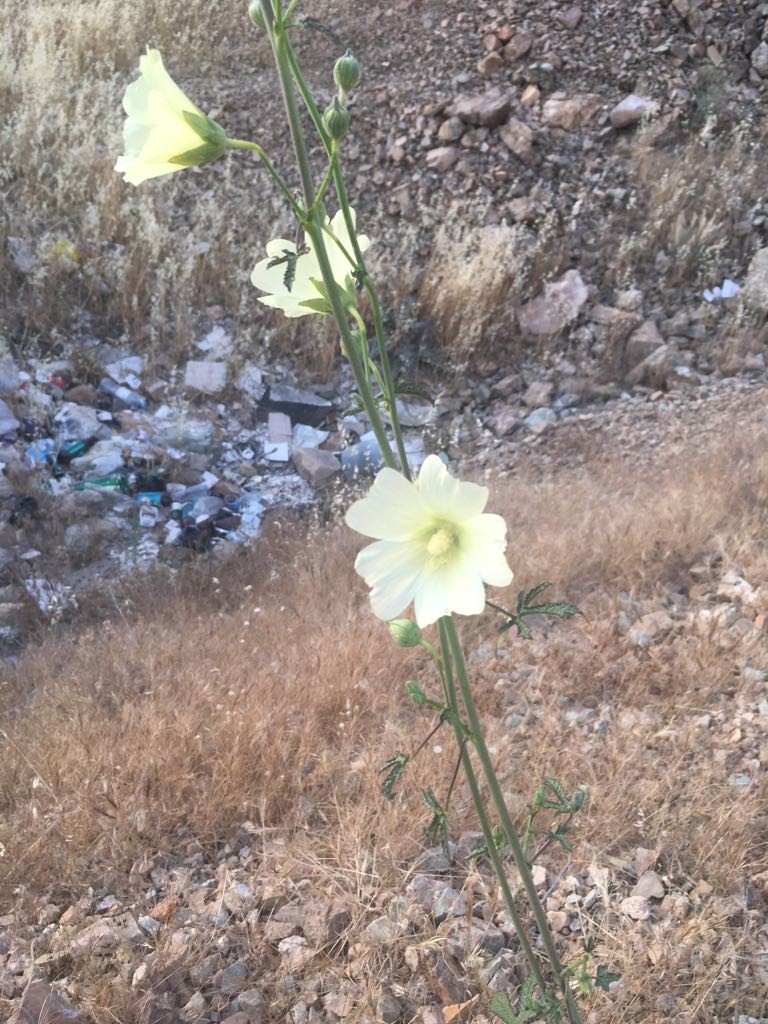 Epicollect5 - Iranian plants