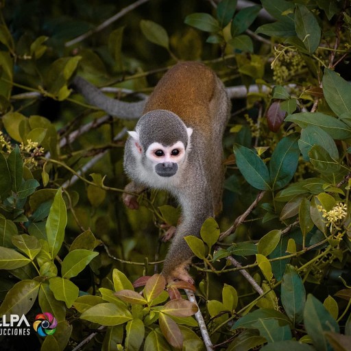 Epicollect5 - General Projects