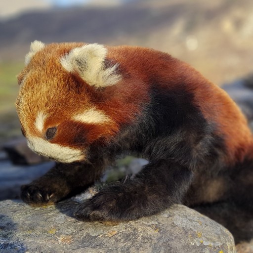 Epicollect5 - National Red Panda Survey 2023 ThFD