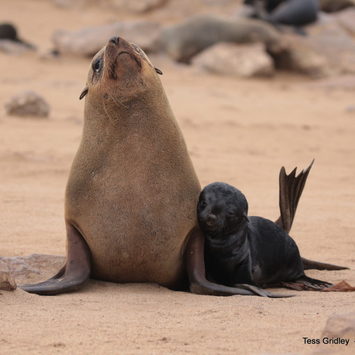 Epicollect5 - Seal Surveillance Survey