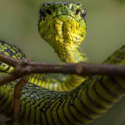 Epicollect5 - Serpientes de Wen y Alex