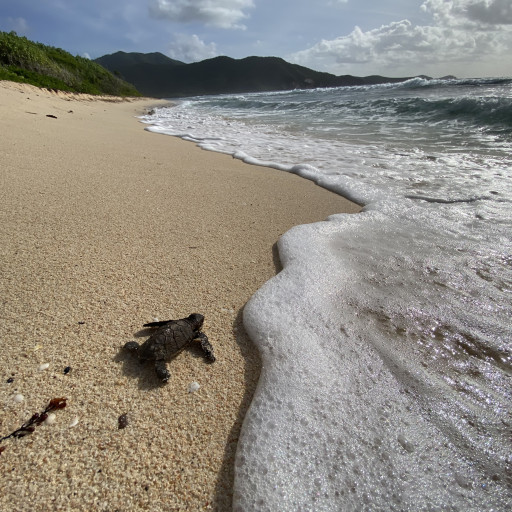 Epicollect5 - VINP Sea Turtle Program Beach Profiling